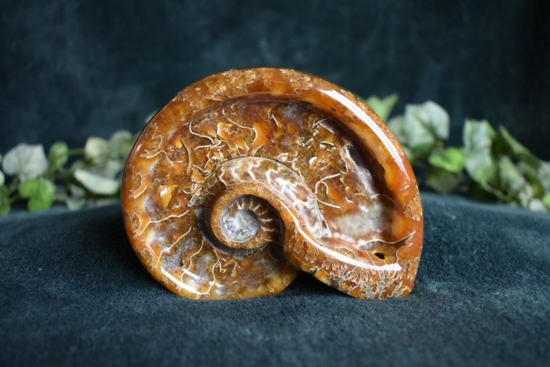 Ammonite Fossil: Root & Third Eye Chakra Stone (11.5oz) - Etsy