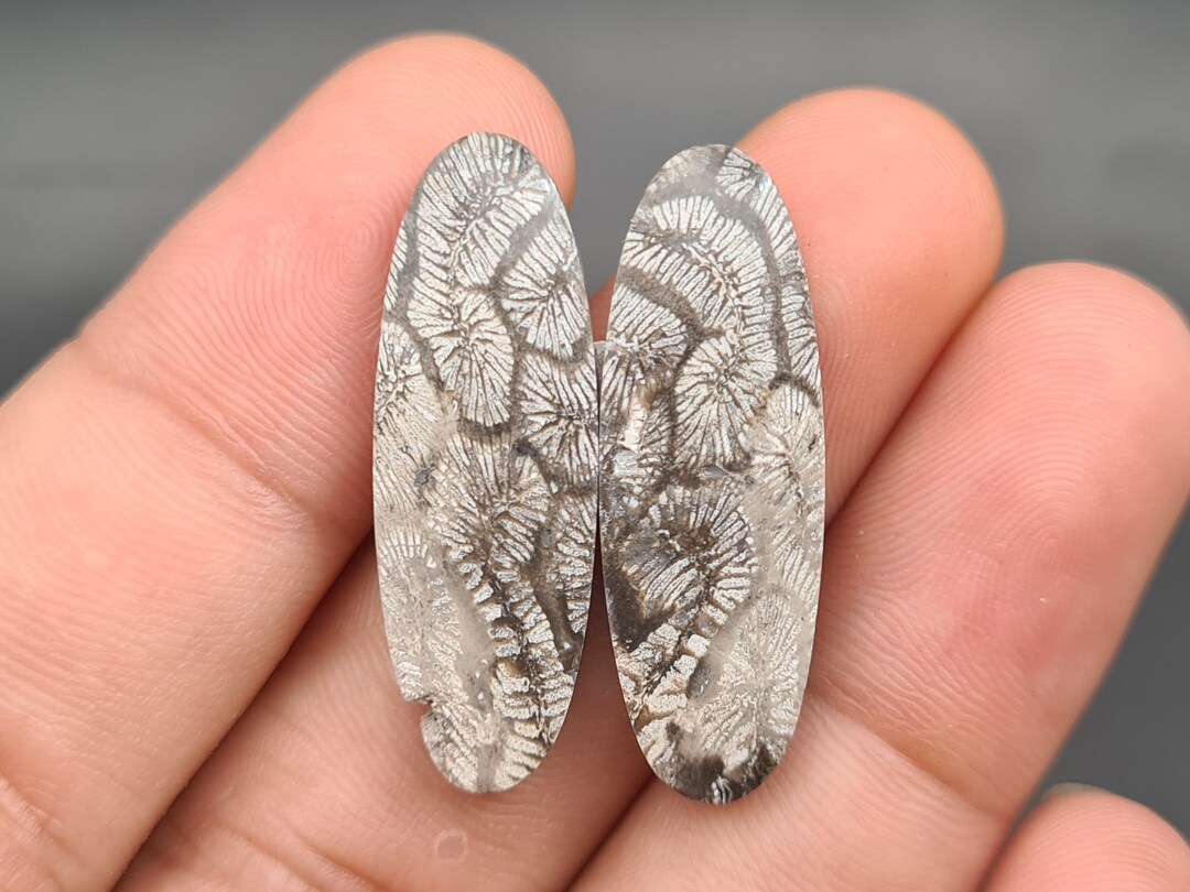 Coral Fossil Lotus Flower Pair Teardrop Pair Coral Agate Agatized ...