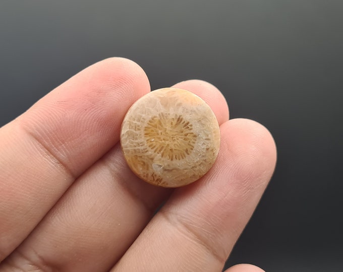 Coral Fossil Lotus Flower Cabochon Eye Coral Agate Eye - Etsy