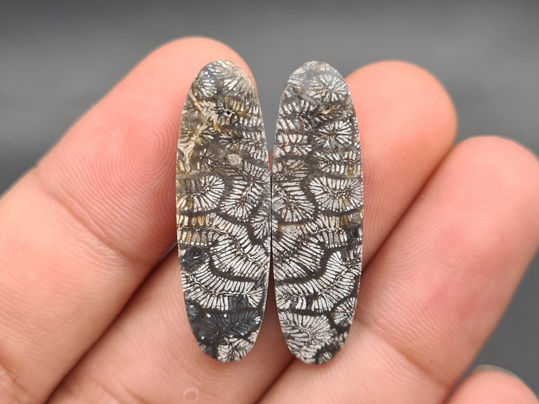 Coral Fossil Lotus Flower Pair Teardrop Pair Coral Agate Agatized ...