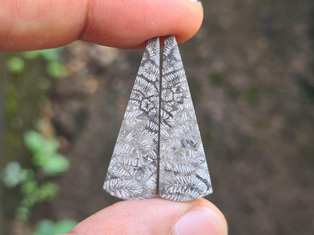 Gorgeous Pattern Fossilized Fossil Coral Pair - Coral Fossil Lotus ...