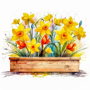 Daffodil Flowers Planter Box Bundle Clipart, 10 High Quality Jpgs ...