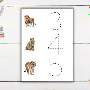 Preschool Line Tracing Worksheets, Safari Theme, Big Cat Unit Study ...