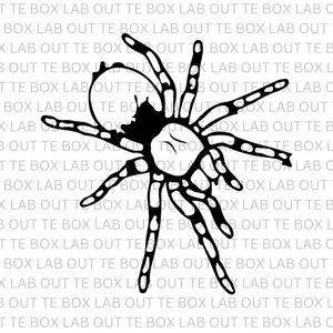 Spider SVG / Spider Heart Web SVG / Insect SVG / Cobweb Svg / - Etsy