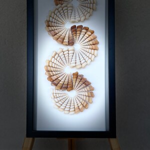 Tarantella-shellsshape Shell Art Piece of Art With Embossed Natural ...