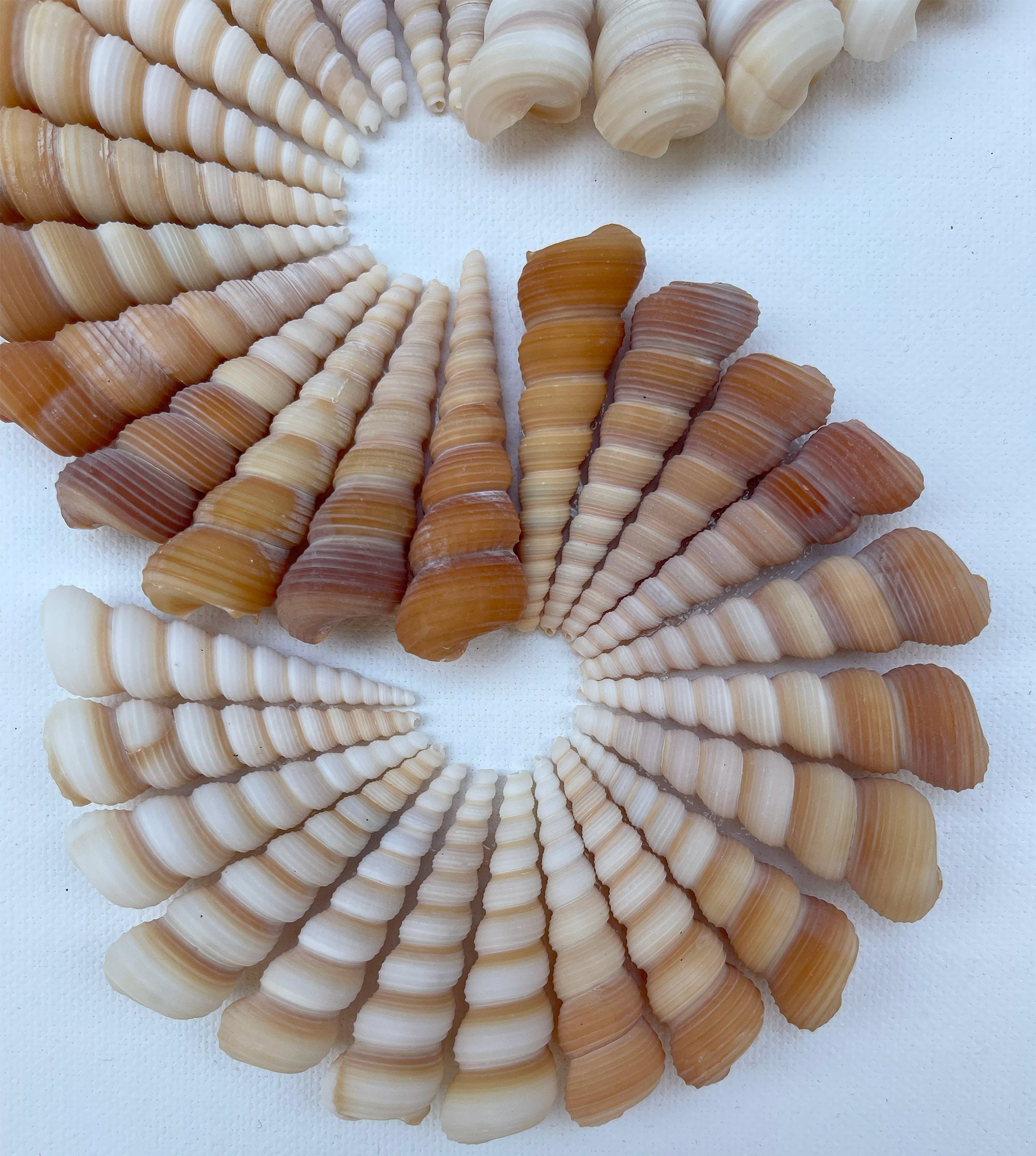 Tarantella-shellsshape Shell Art Piece of Art With Embossed Natural ...