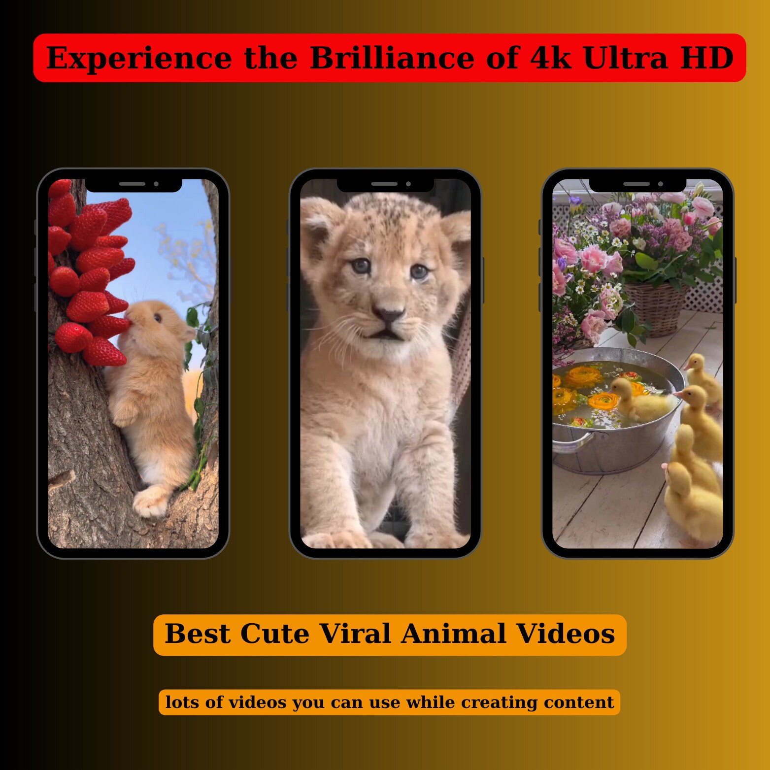 Top 100 Animal Video Canva Editable.instagram Youtube | Shorts | Tiktok ...