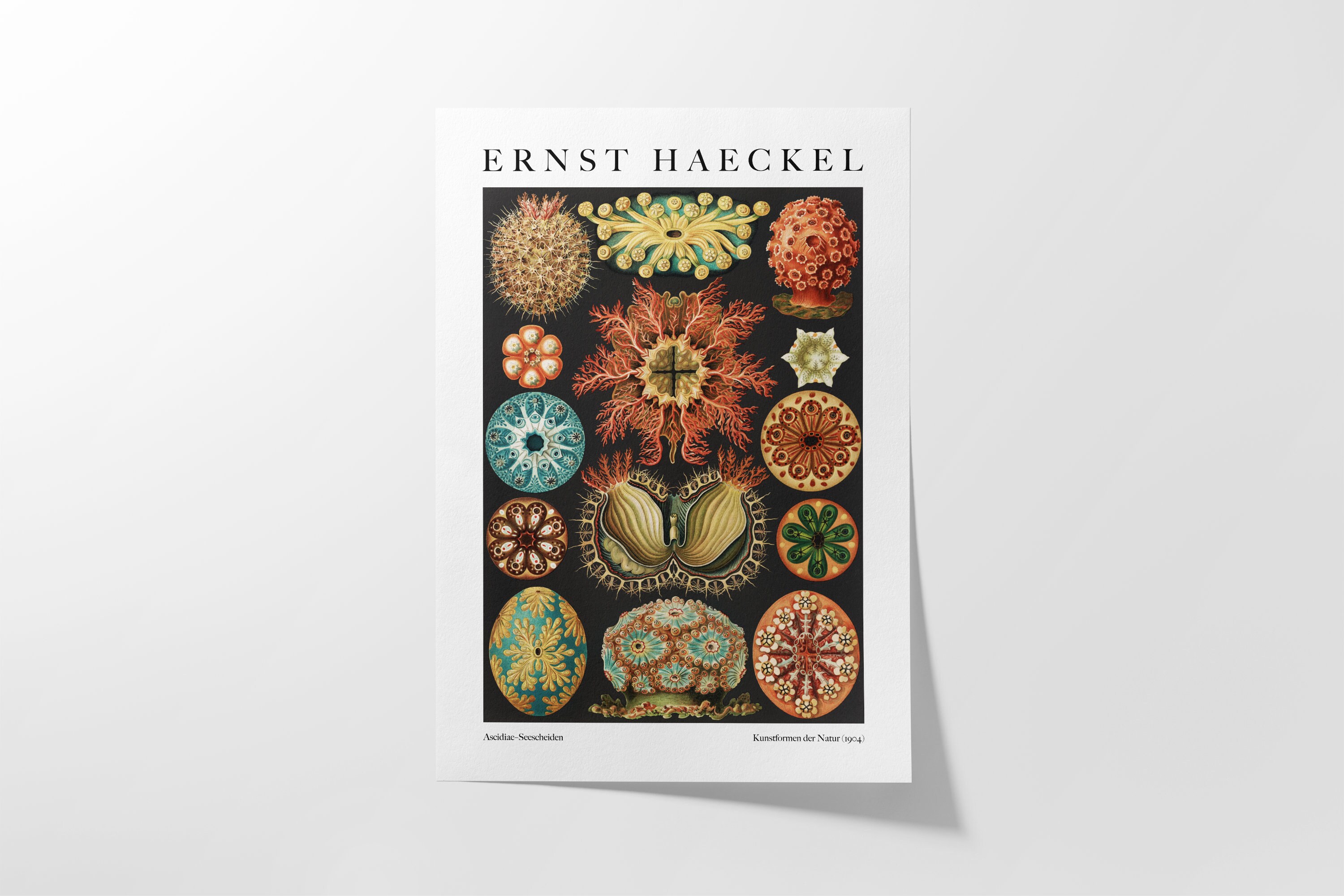 Ernst Haeckel Print Vintage Art Print Haeckel Art Poster Ernst Haeckel ...