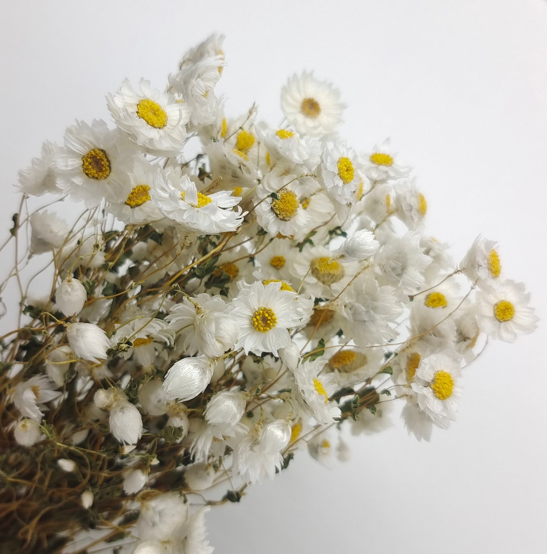 Dried White Daisies,dried Bouquet,rustic Home Decor,rustic Wedding ...