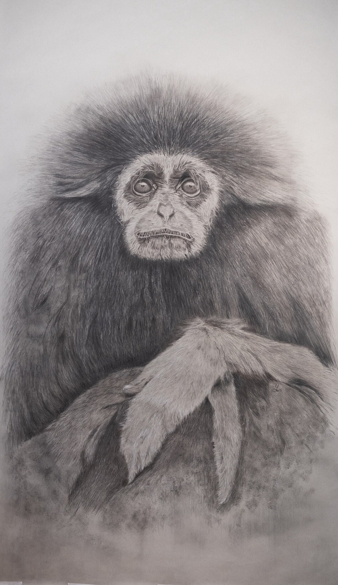 Charcoal Drawing of White Handed Gibbon 42" X 72" Original Drawing ...