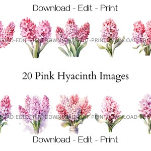 Pink Hyacinth Floral Clipart Bundle Commercial Use Transparent PNG Wedding Birthday Botanical ...
