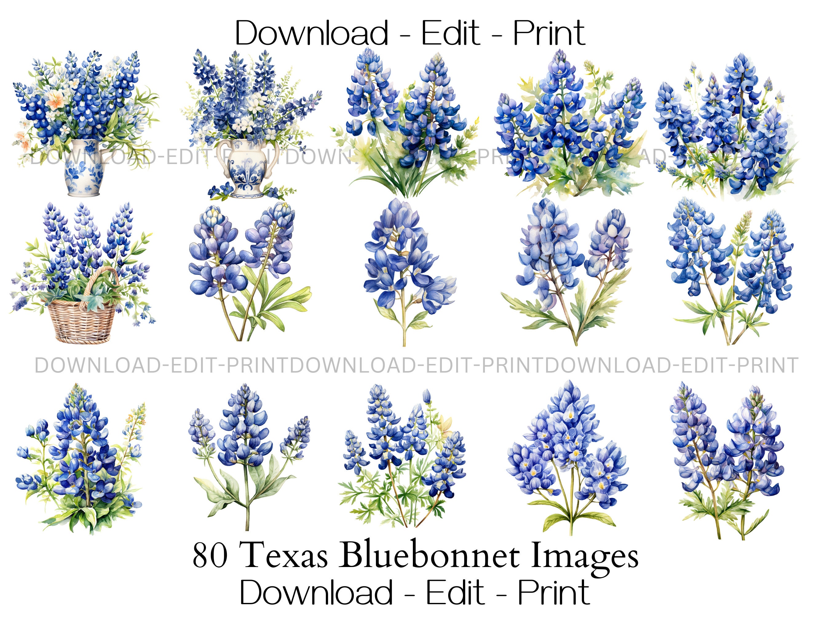 Texas Bluebonnet Floral Clipart Spring Graphics Transparent PNG Art ...
