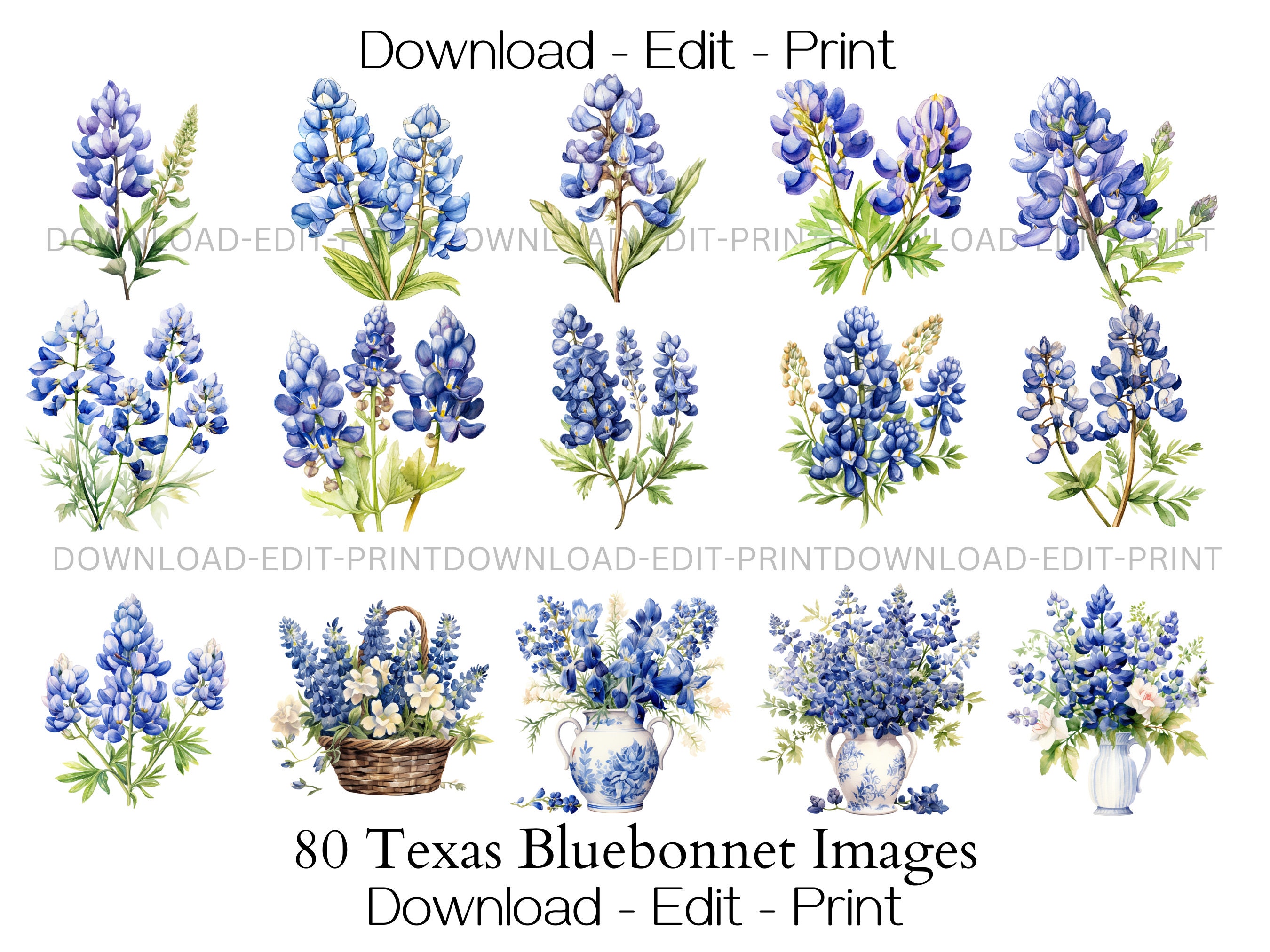 Texas Bluebonnet Floral Clipart Spring Graphics Transparent PNG Art ...
