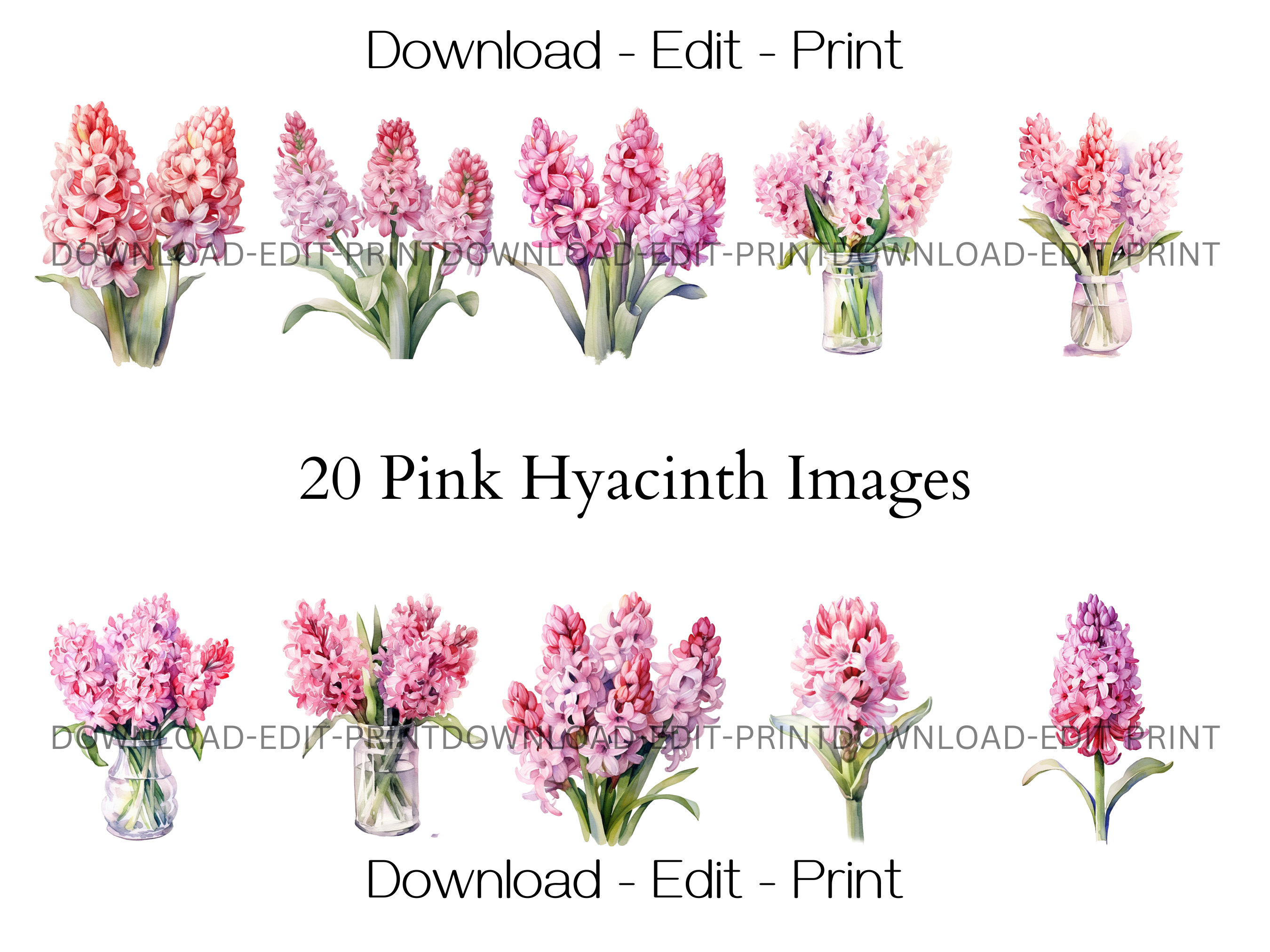 Pink Hyacinth Floral Clipart Bundle Commercial Use Transparent PNG Wedding Birthday Botanical ...