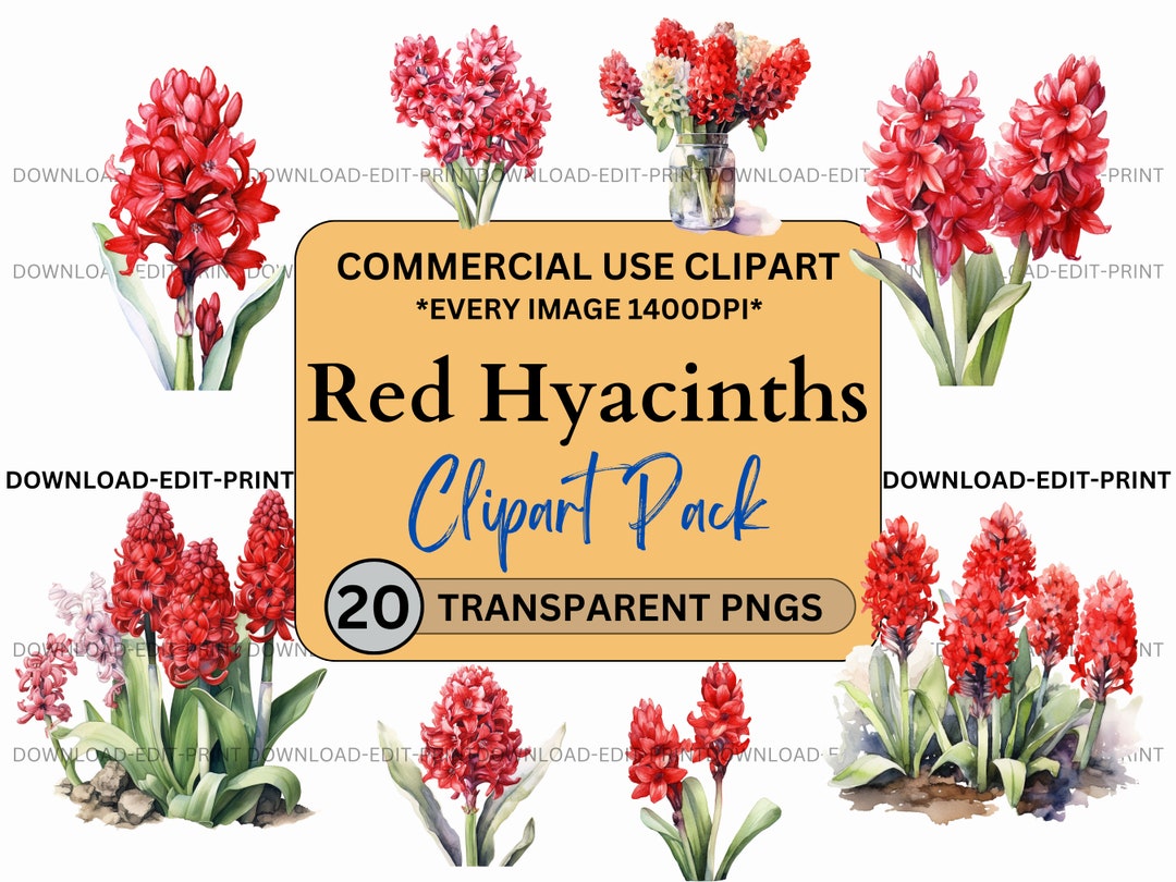 Red Hyacinth Floral Clipart Bundle Commercial Use Transparent PNG ...