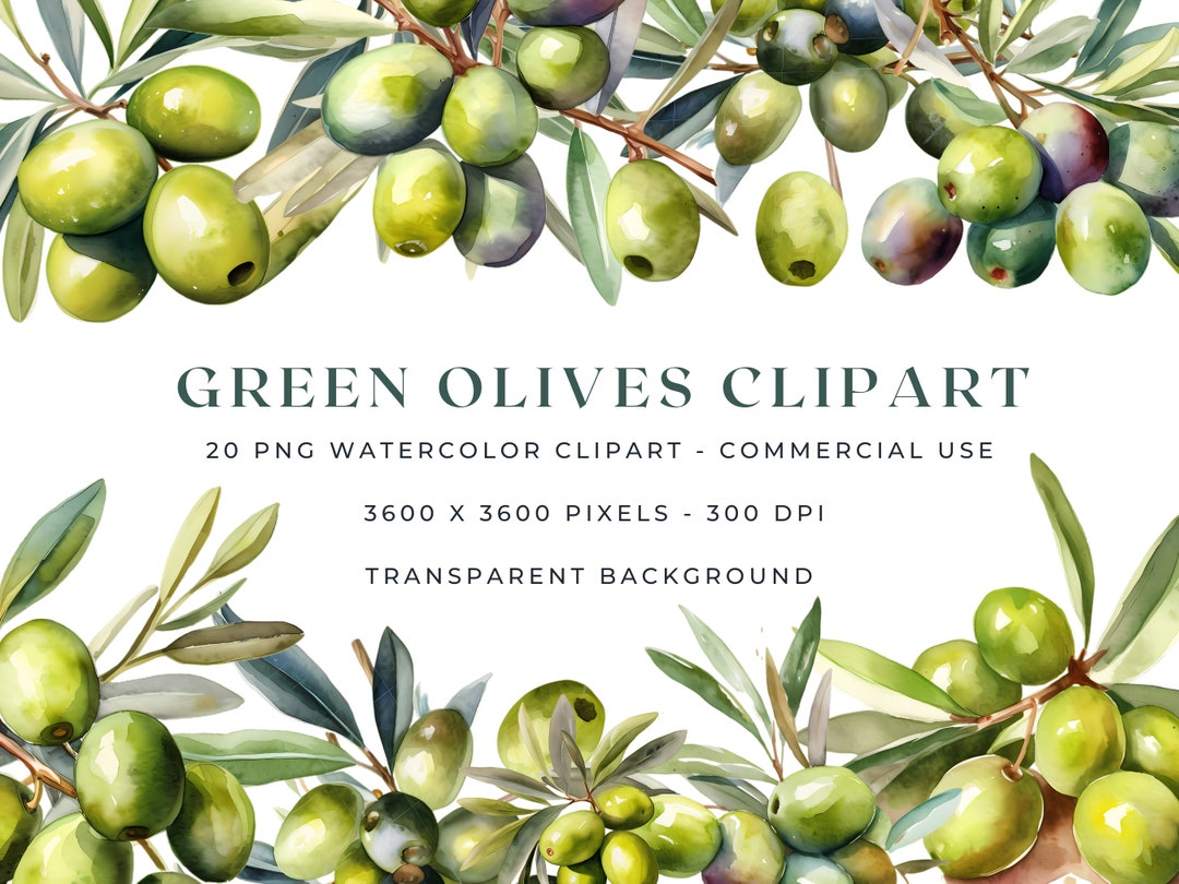 Watercolour Green Olive Clipart, 15 PNG Bundle, Instant Download for ...