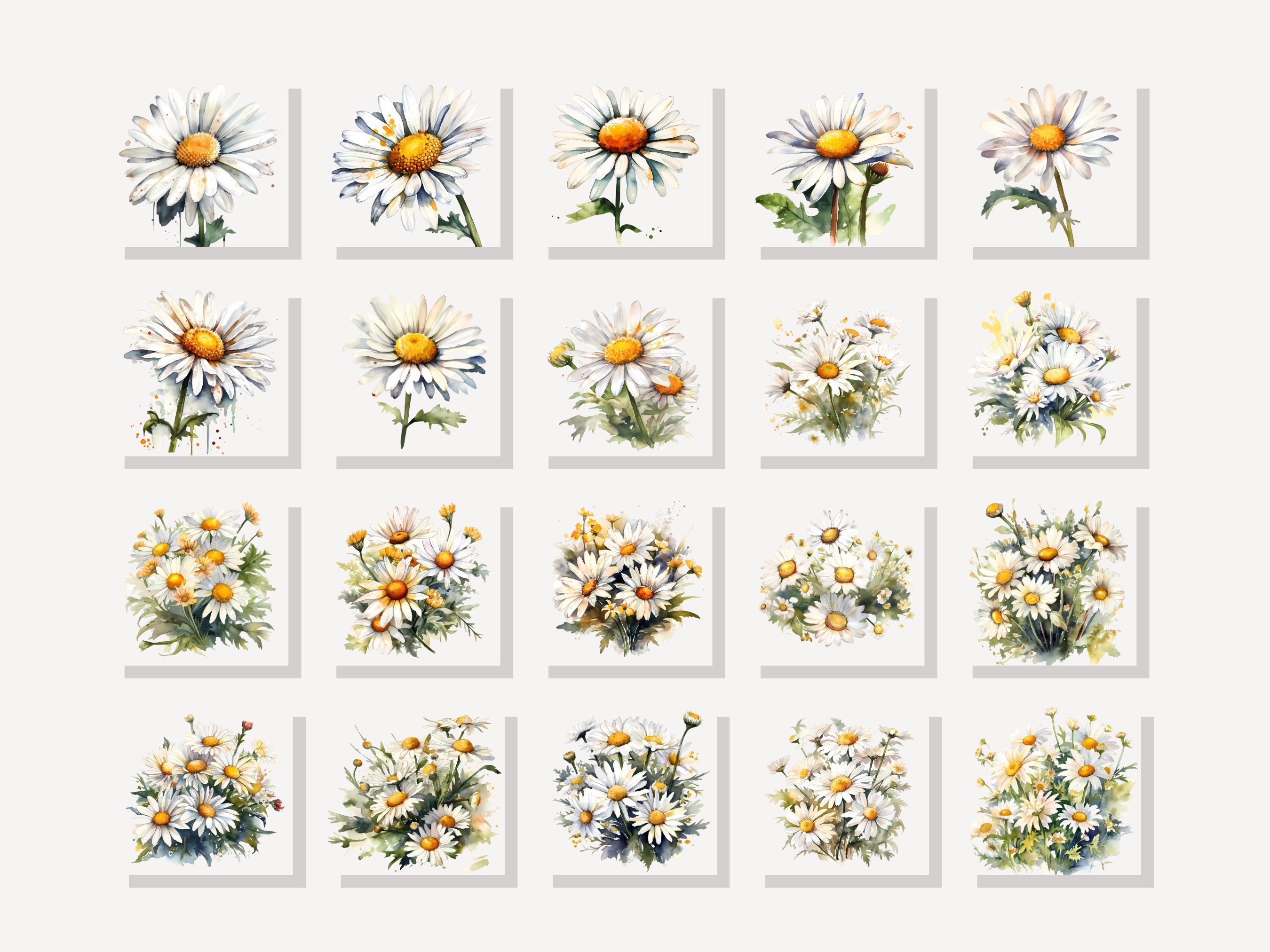 55 Watercolor Daisies Clipart, Daisies Floral Bouquets, Quality Floral ...