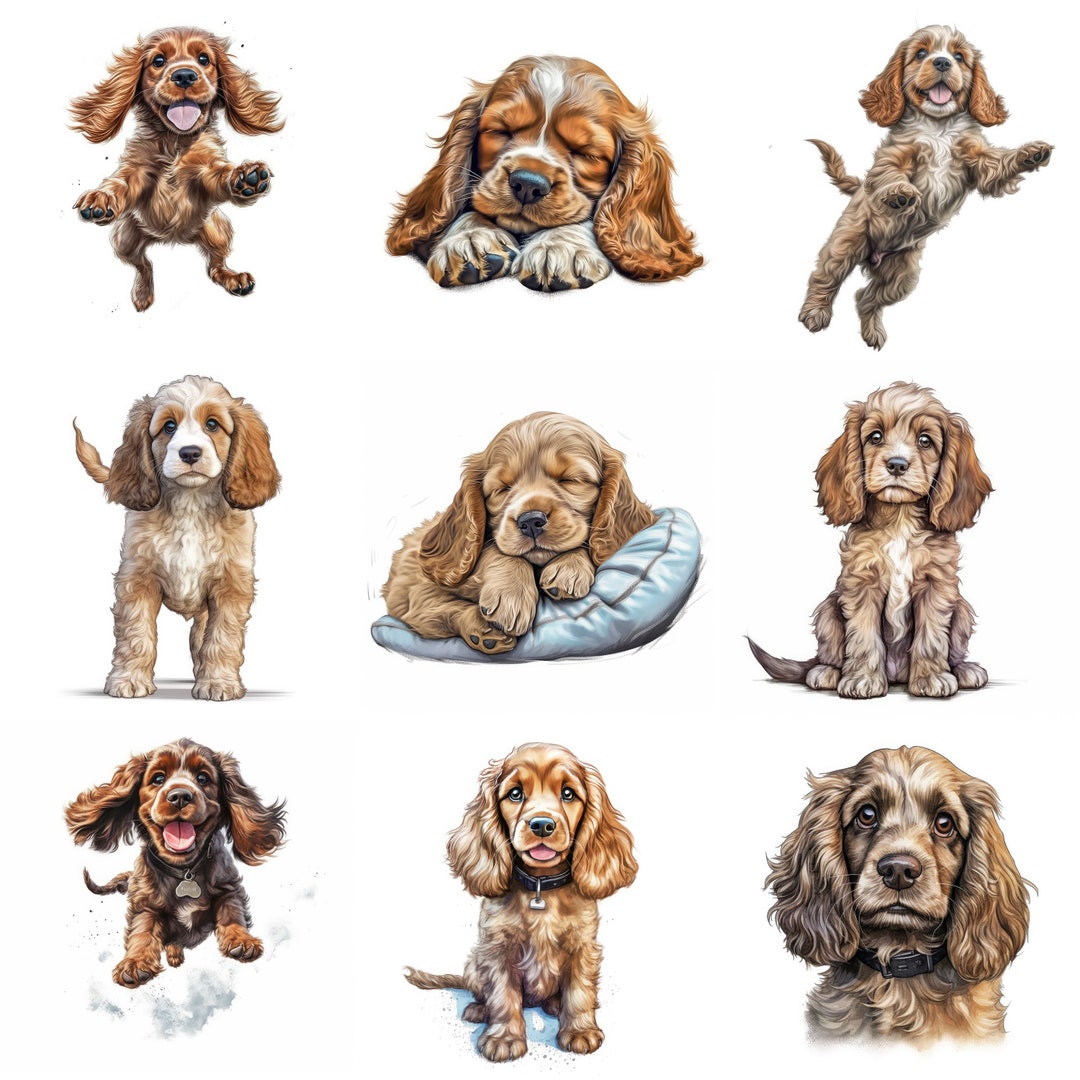 American Cocker Spaniel Puppy Clipart, 15 High Quality JPG, PNG ...