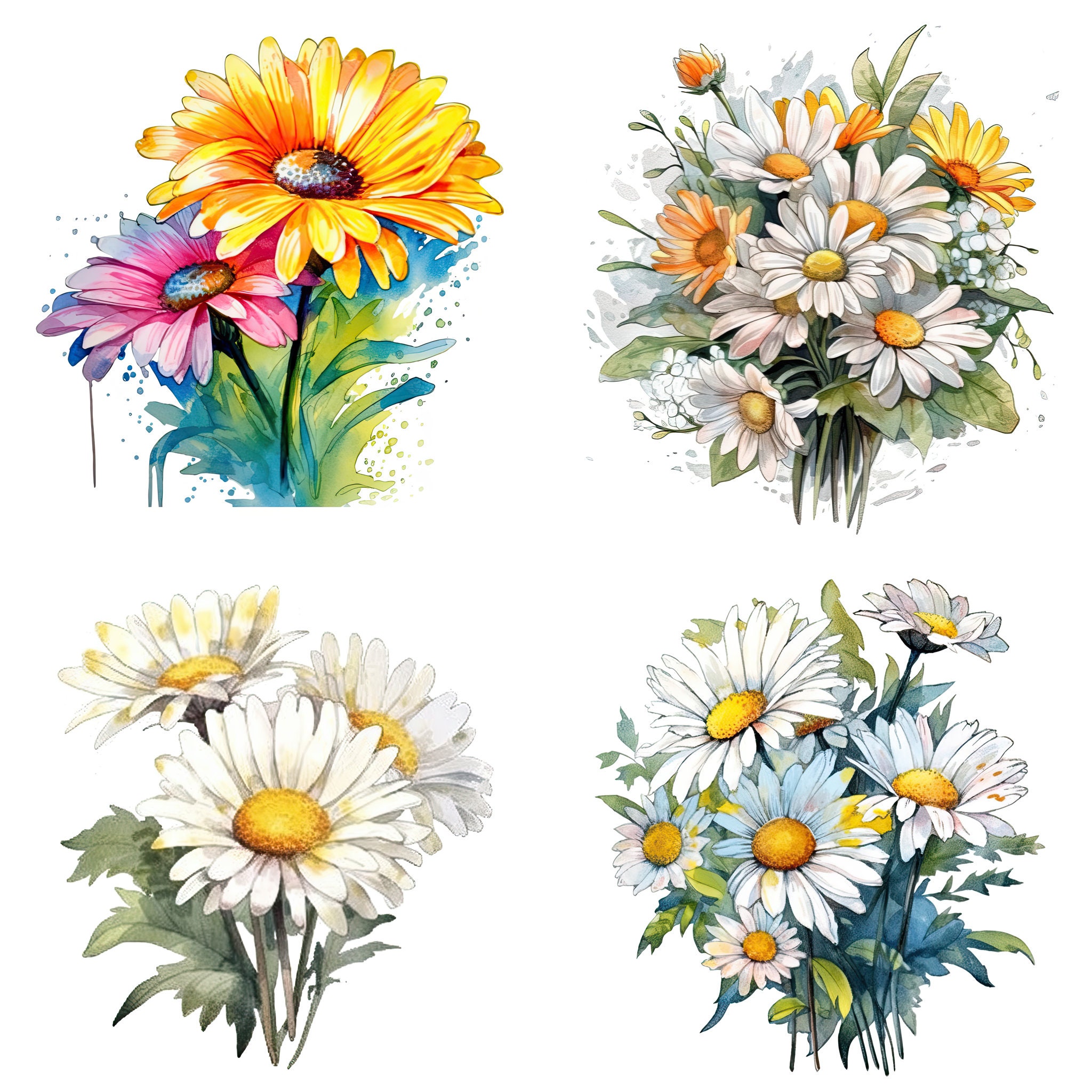 Colorful Daisies Clipart Bundle, 13 High Quality PNG Images ...
