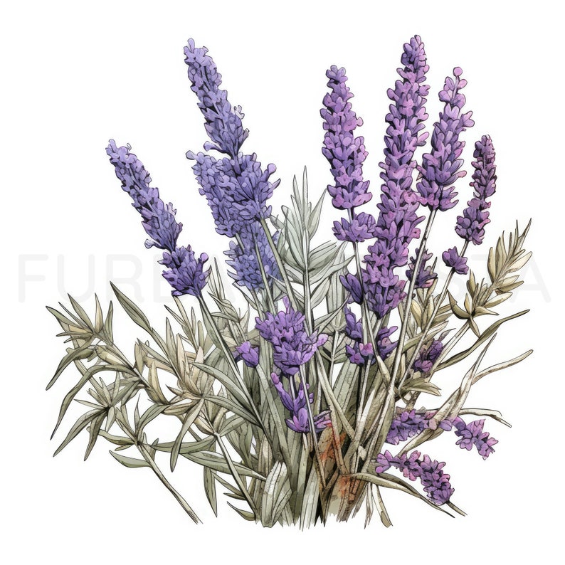 Lavender Printable Flower Art Set 2, 10 High Quality Jpgs, Watercolor ...