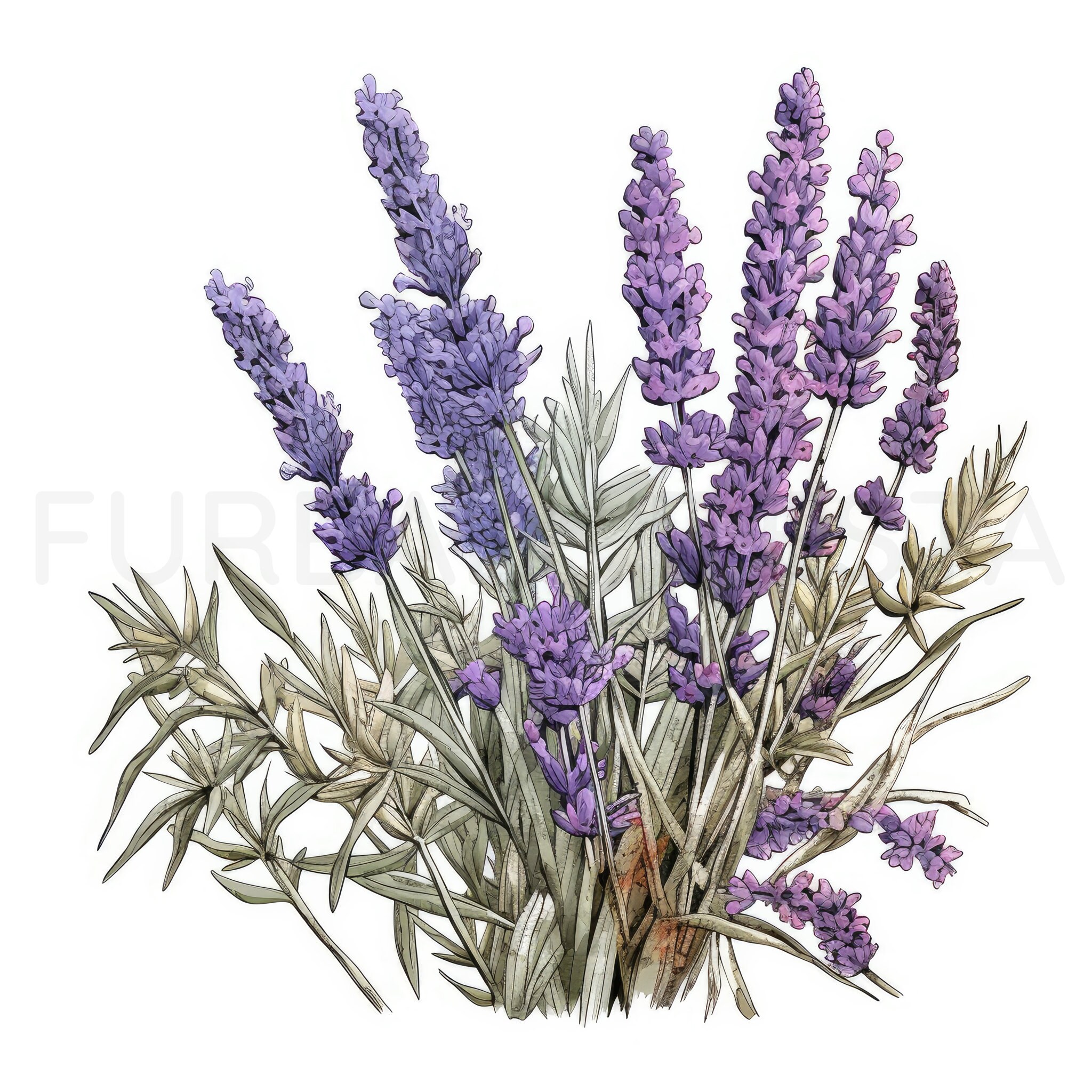 Lavender Printable Flower Art Set 2, 10 High Quality Jpgs, Watercolor ...