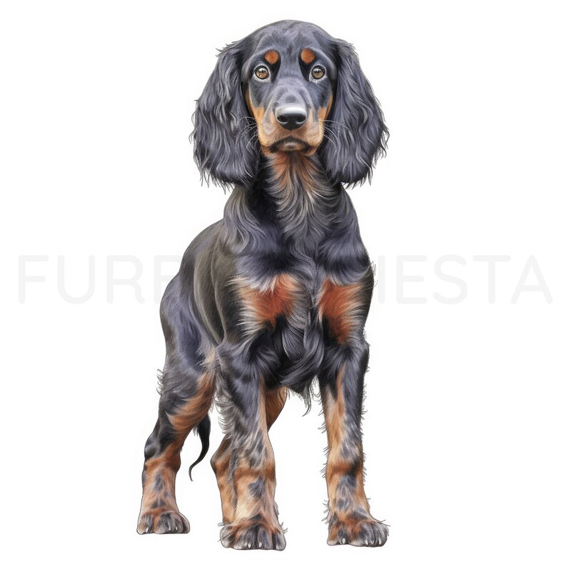Gordon Setter Puppy Watercolor Clipart Bundle 10 High Quality - Etsy