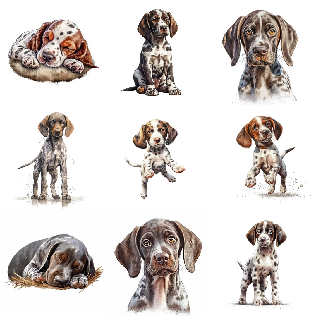Pointer Dog Puppy Watercolor Clipart Bundle, 17 High Quality JPG, PNG ...