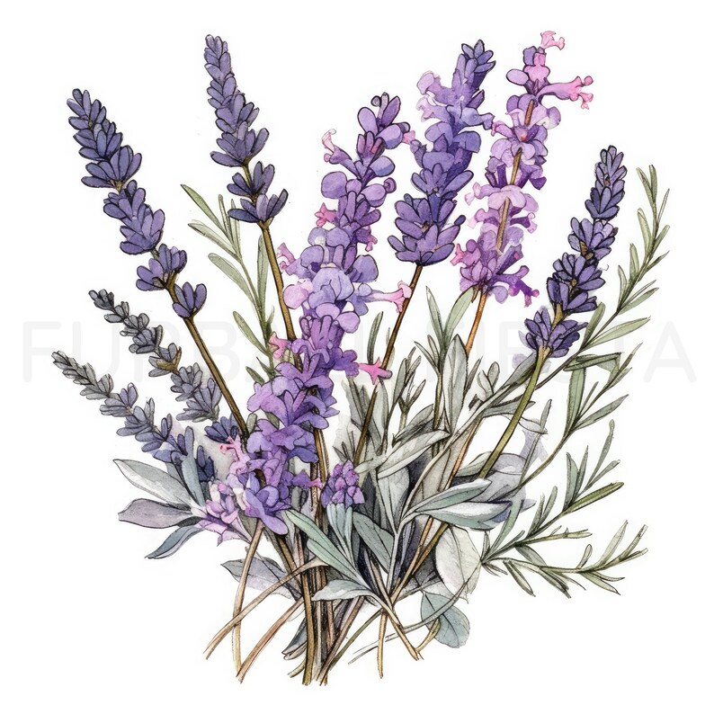 Lavender Printable Flower Art Set 2, 10 High Quality Jpgs, Watercolor ...
