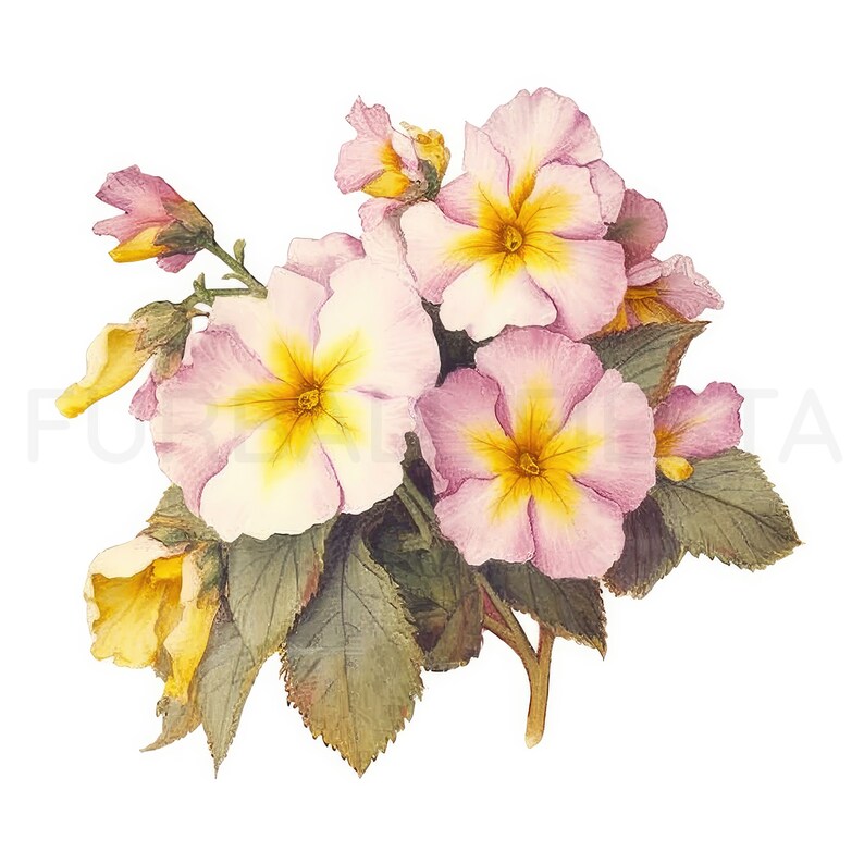 Primrose Printable Flower Art Set 2, 10 High Quality Jpgs, Watercolor ...