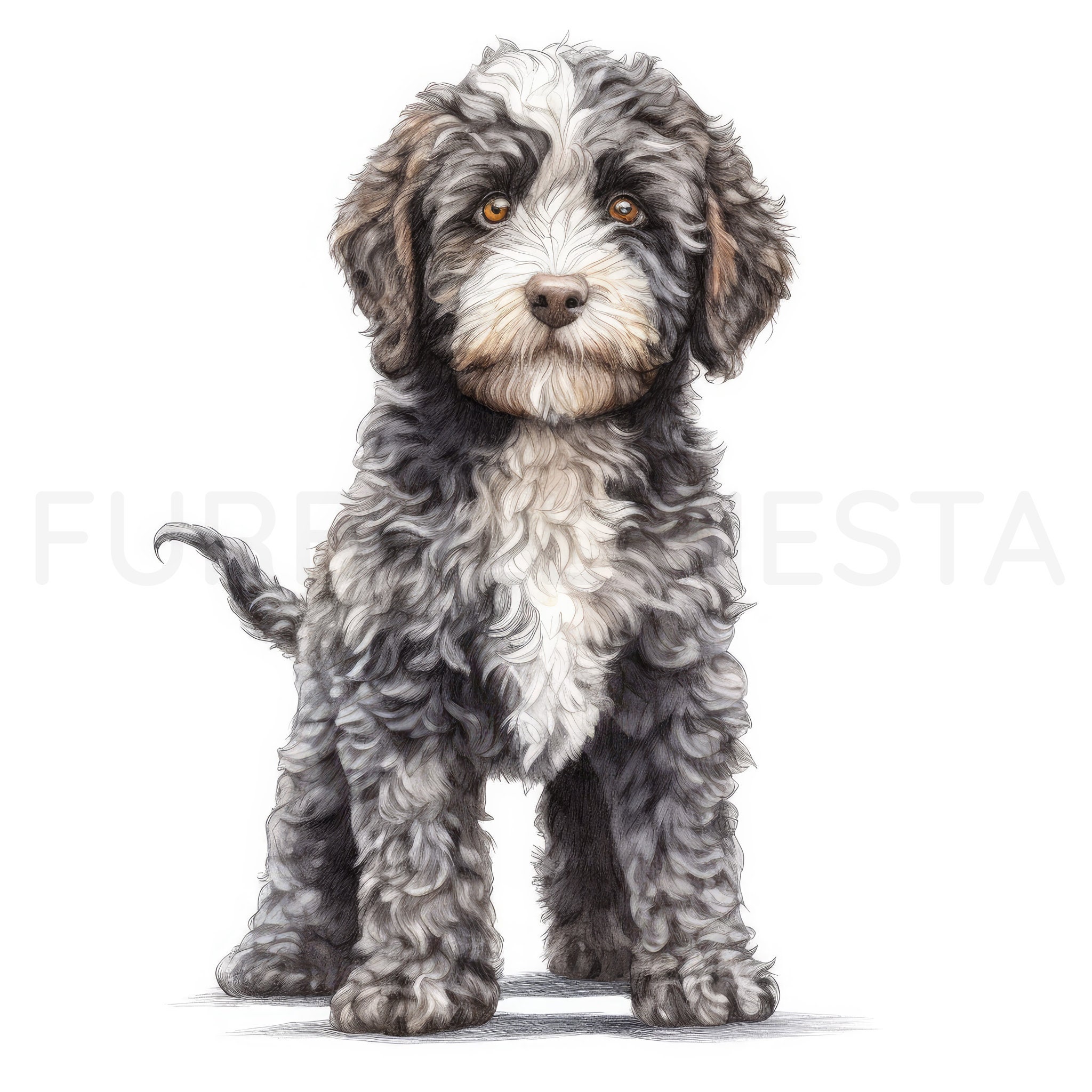 Spanish Water Dog Puppy Clipart 16 High Quality Jpgs - Etsy