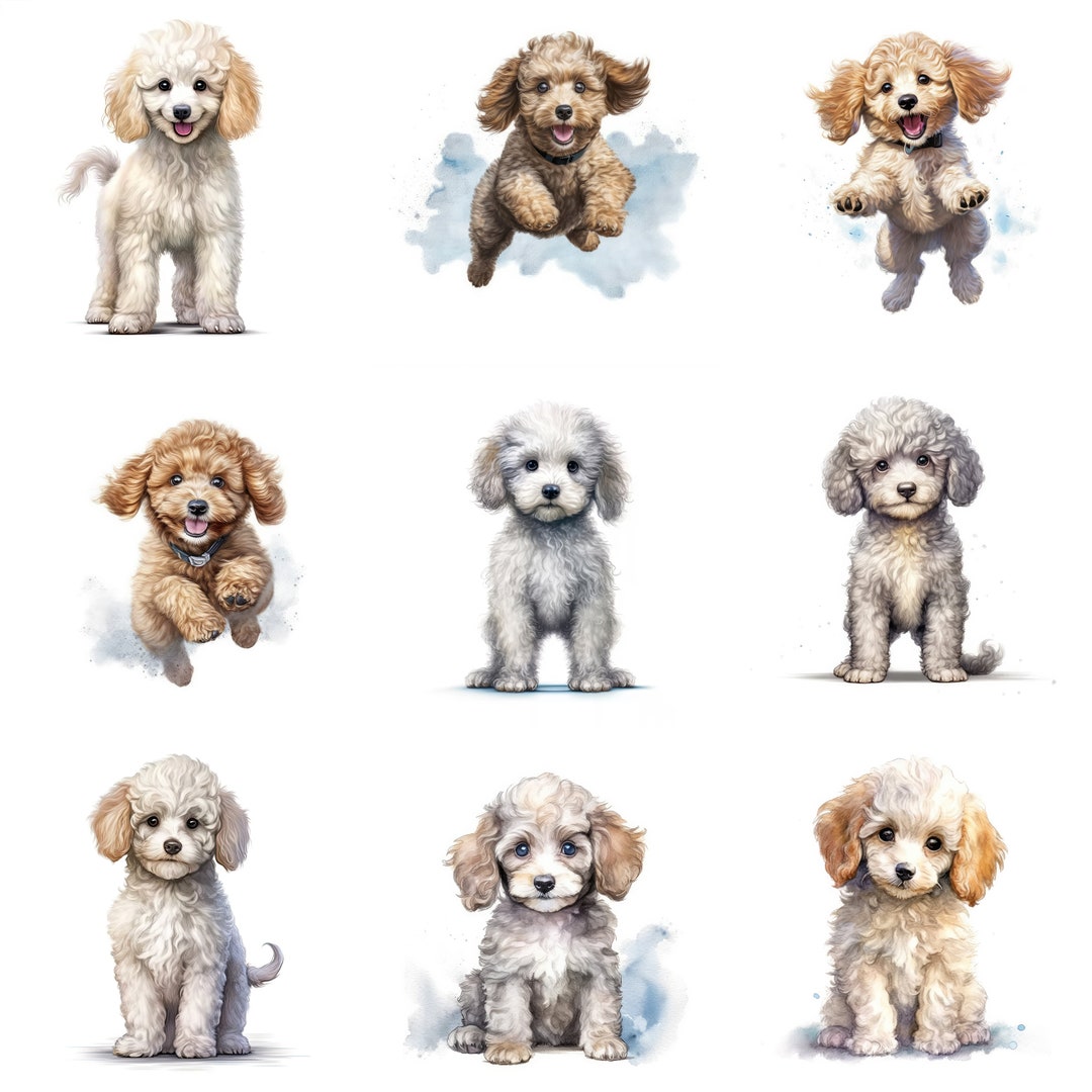Miniature Poodle Puppy Clipart, 17 High Quality JPG, PNG, Watercolor ...