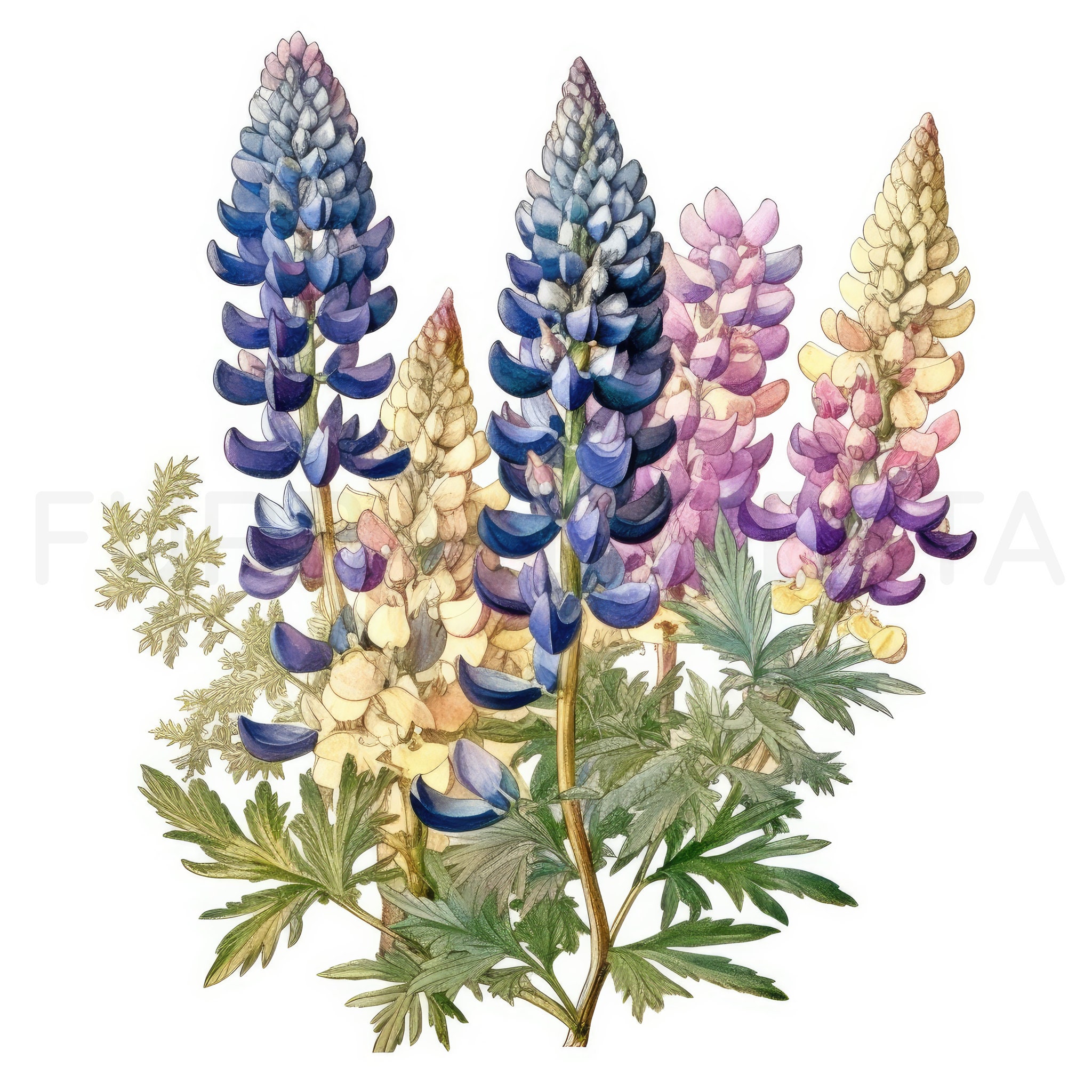 Lupine Printable Flower Art 10 High Quality Jpgs Watercolor - Etsy