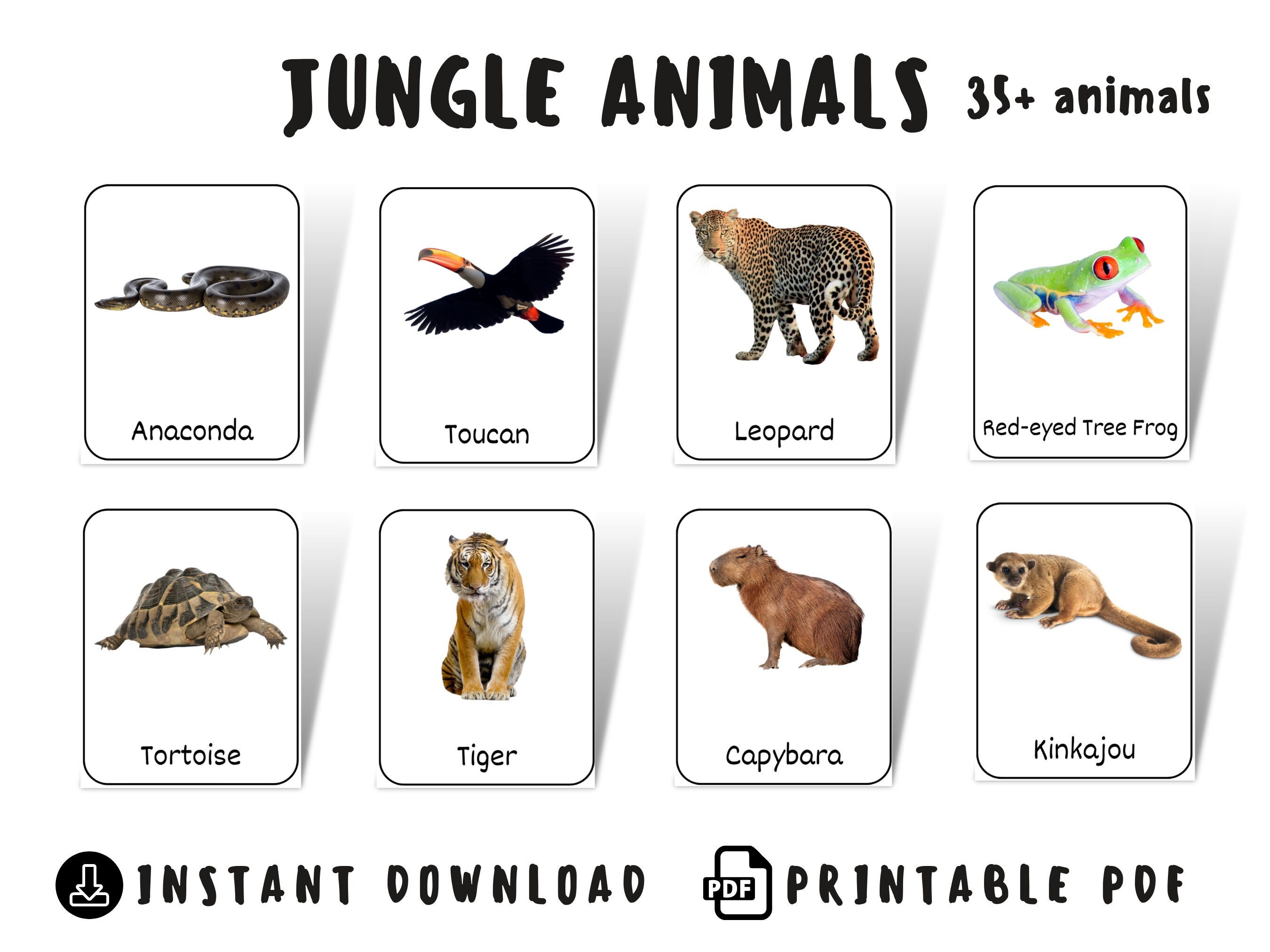 Real Life Jungle Animals Cards