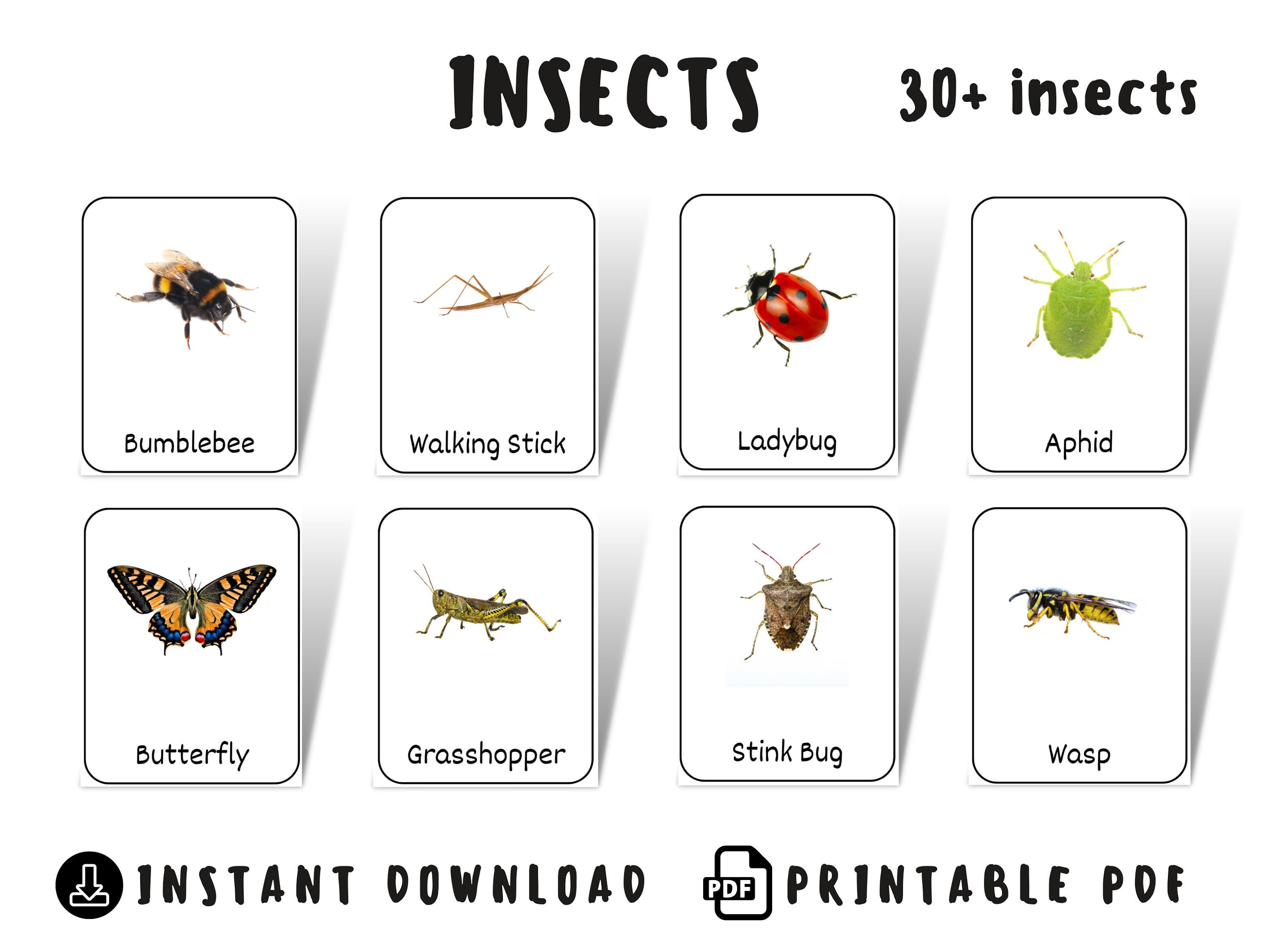 Parts Of An Insect Printable