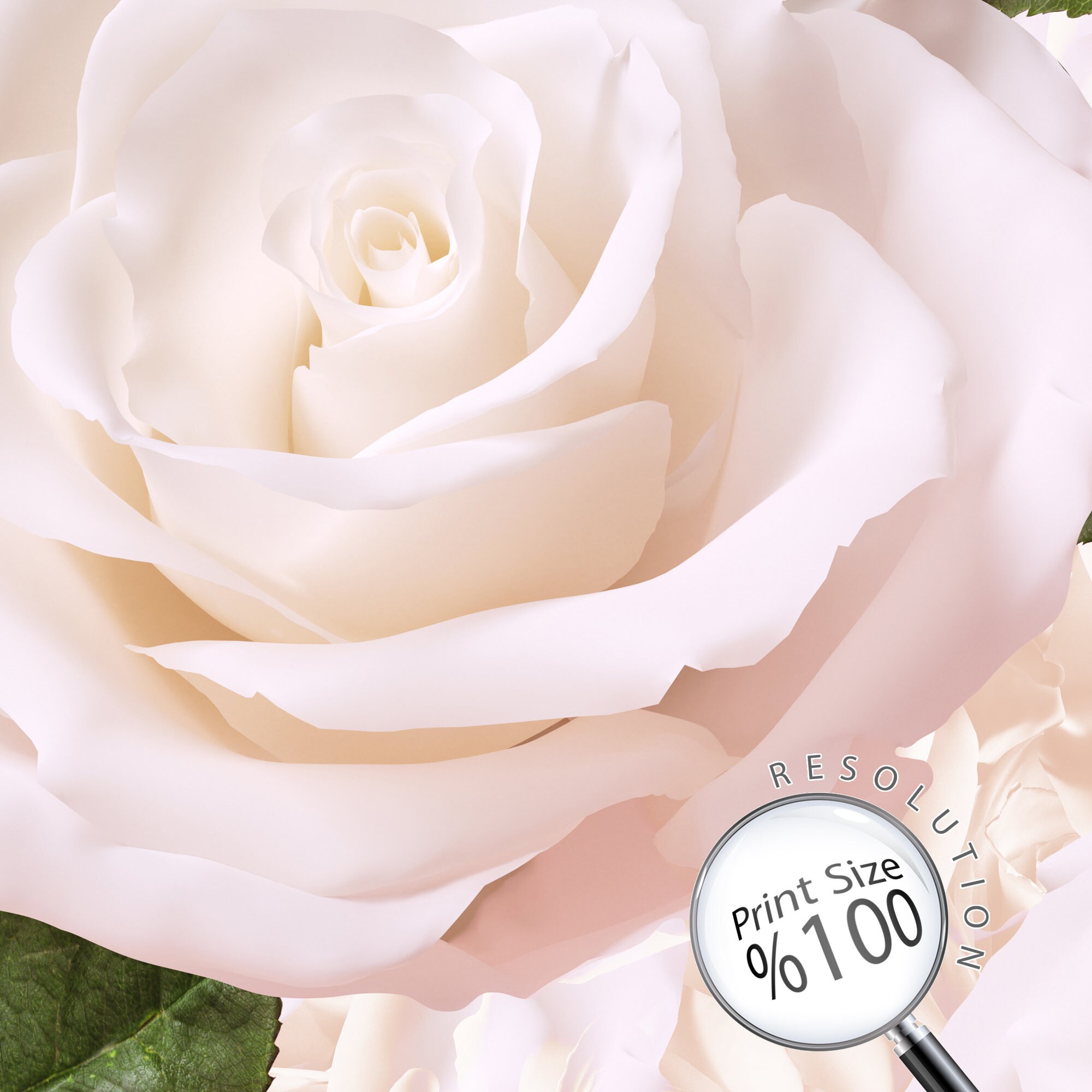 Rose Pattern Wallpaper White Cream Color Rose Petal Natural - Etsy