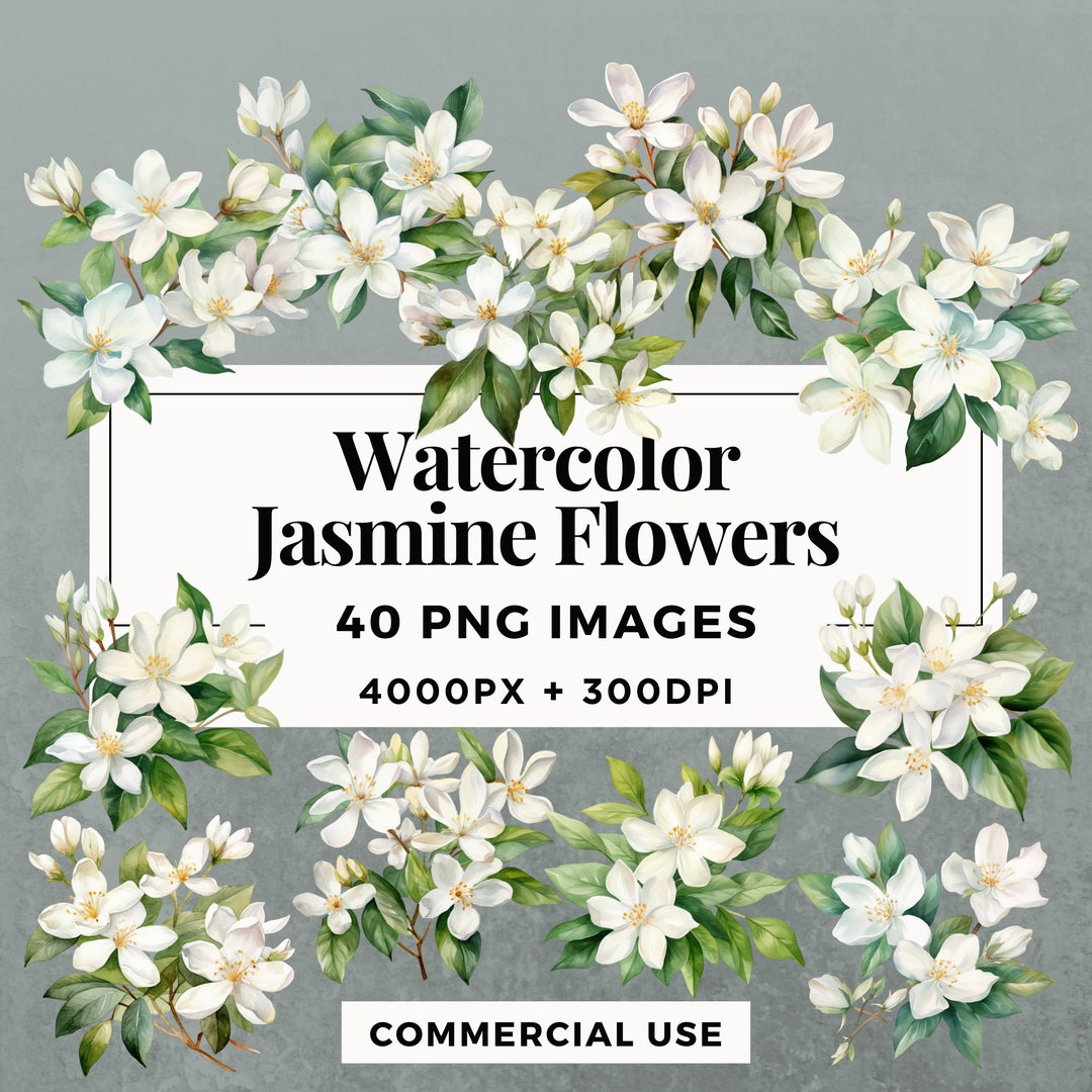 40 Watercolor Jasmine Flowers Clipart Pack INSTANT DOWNLOAD 40 Floral Illustrations, PNG ...