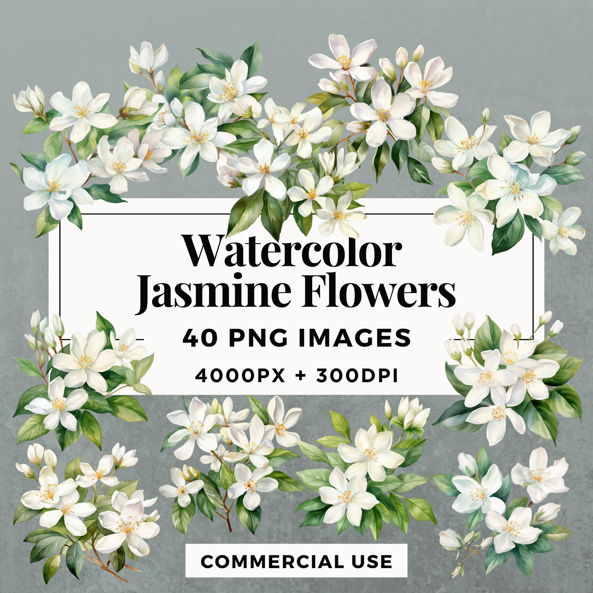 40 Watercolor Jasmine Flowers Clipart Pack INSTANT DOWNLOAD 40 Floral ...