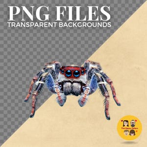 95 Realistic Spiders Clipart Pack INSTANT DOWNLOAD 95 Spider ...