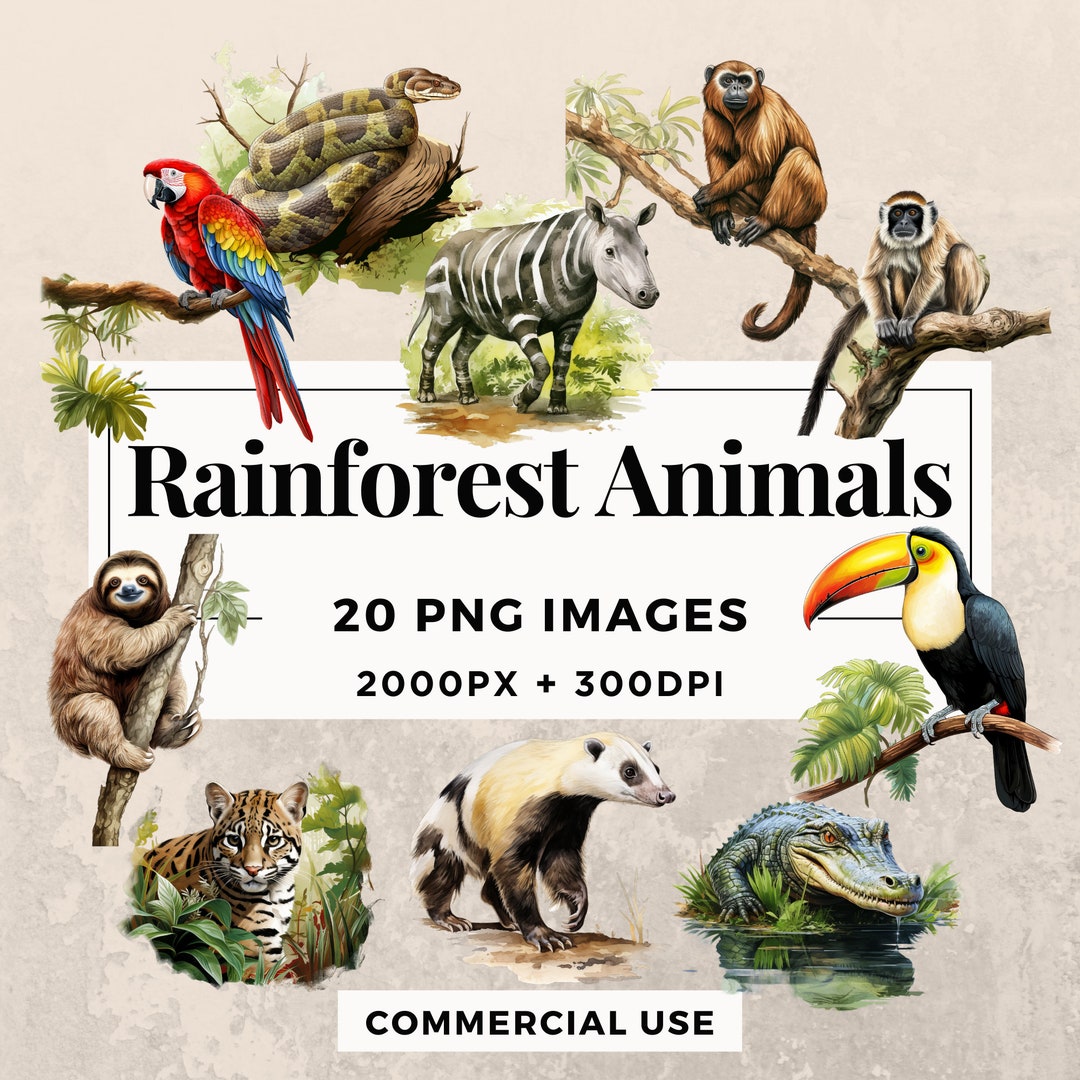 20 Rainforest Animals Clipart Pack INSTANT DOWNLOAD 20 Rainforest ...