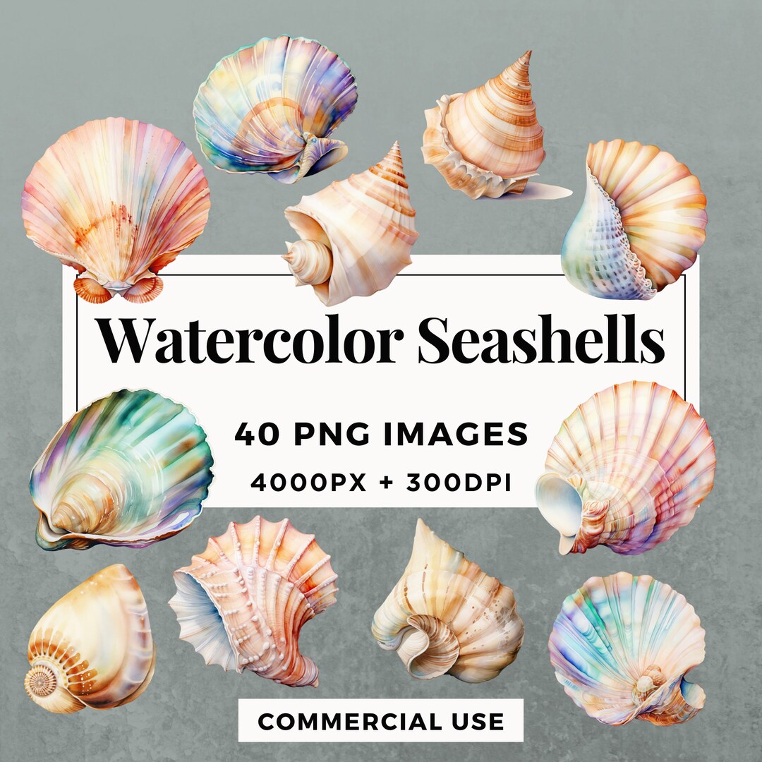 40 Watercolor Seashells Clipart Pack INSTANT DOWNLOAD Exquisite ...