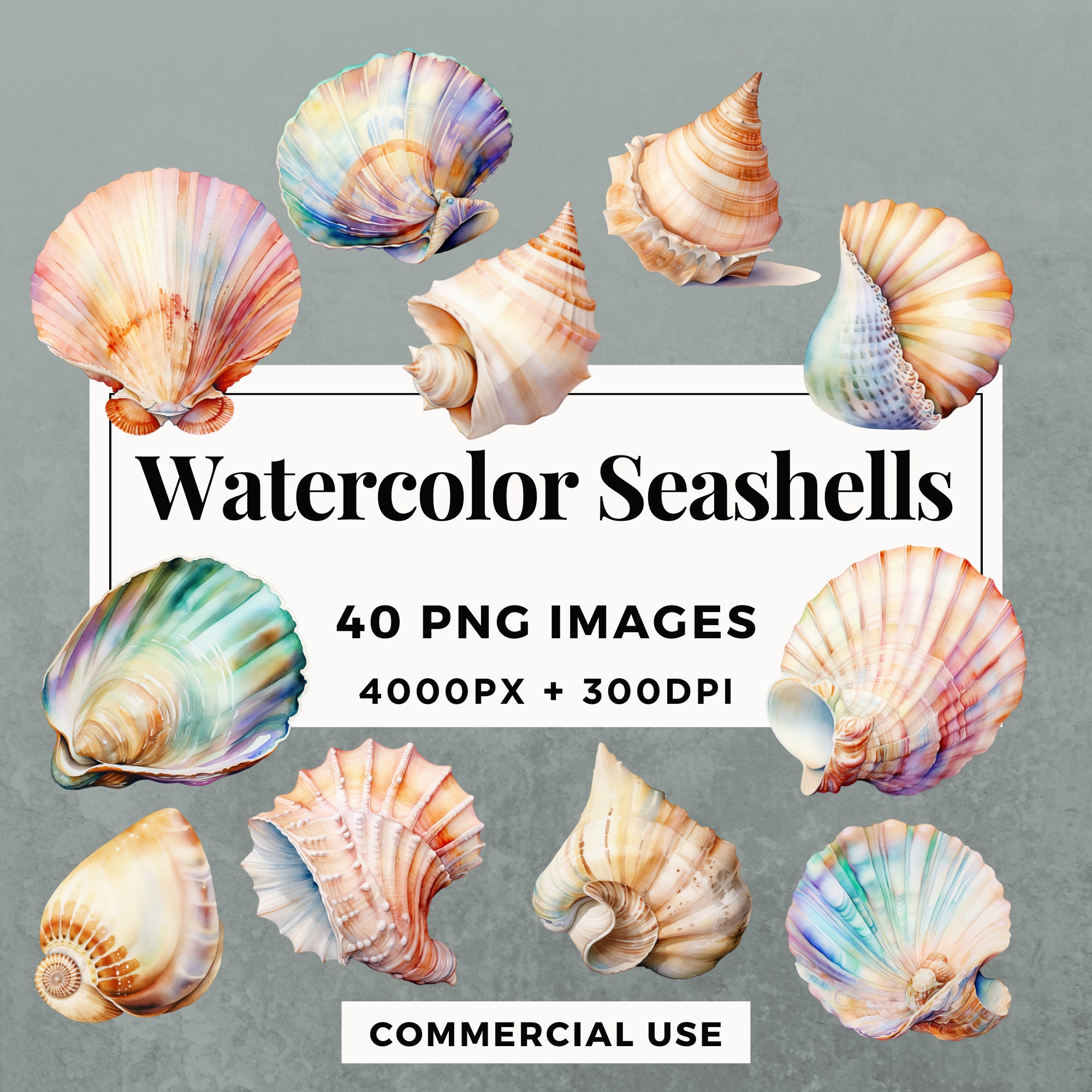 40 Watercolor Seashells Clipart Pack INSTANT DOWNLOAD - Etsy