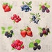 40 Realistic Berries Clipart Pack INSTANT DOWNLOAD 40 Berry ...