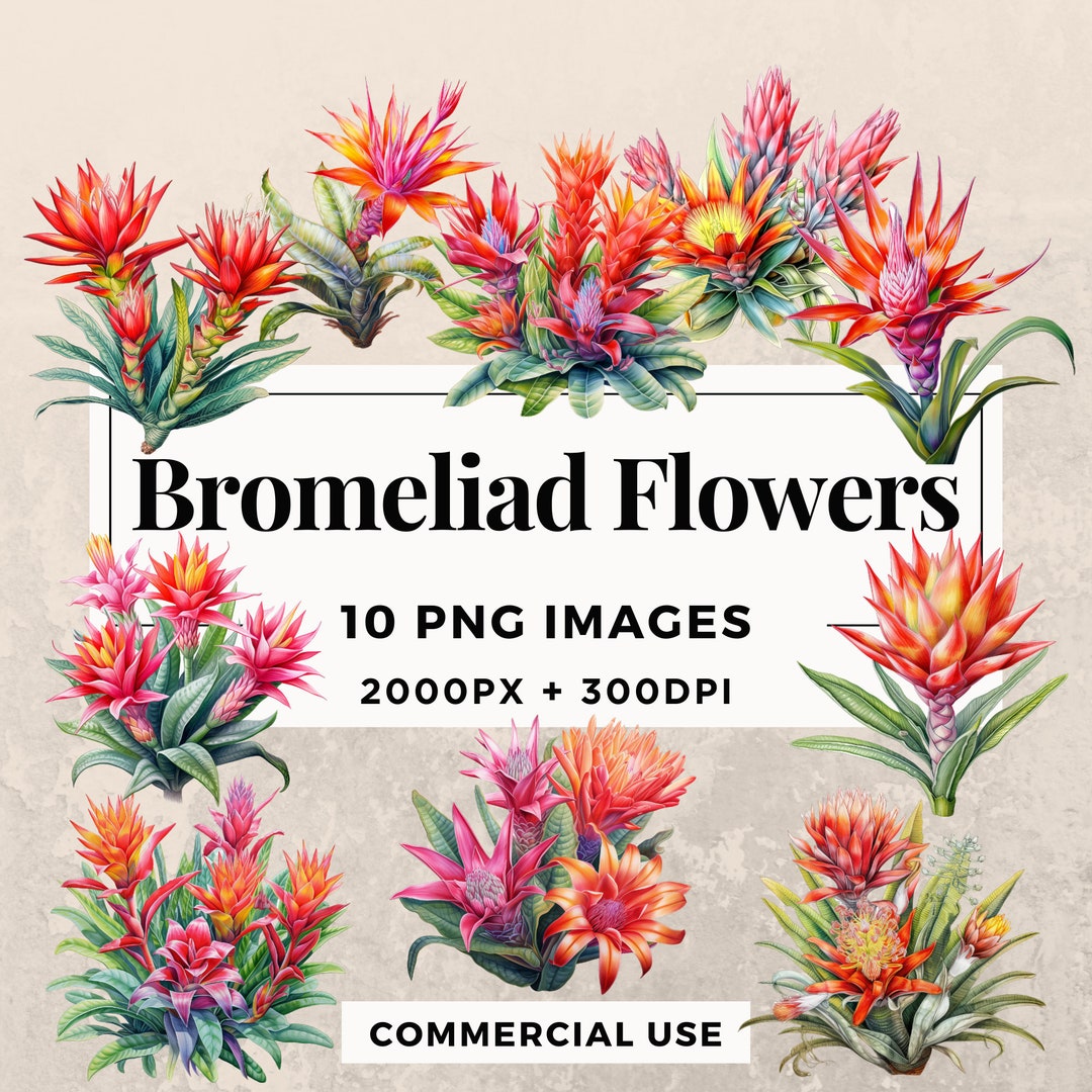 10 Bromeliad Flowers Clipart Pack INSTANT DOWNLOAD 10 Exquisite Flower ...