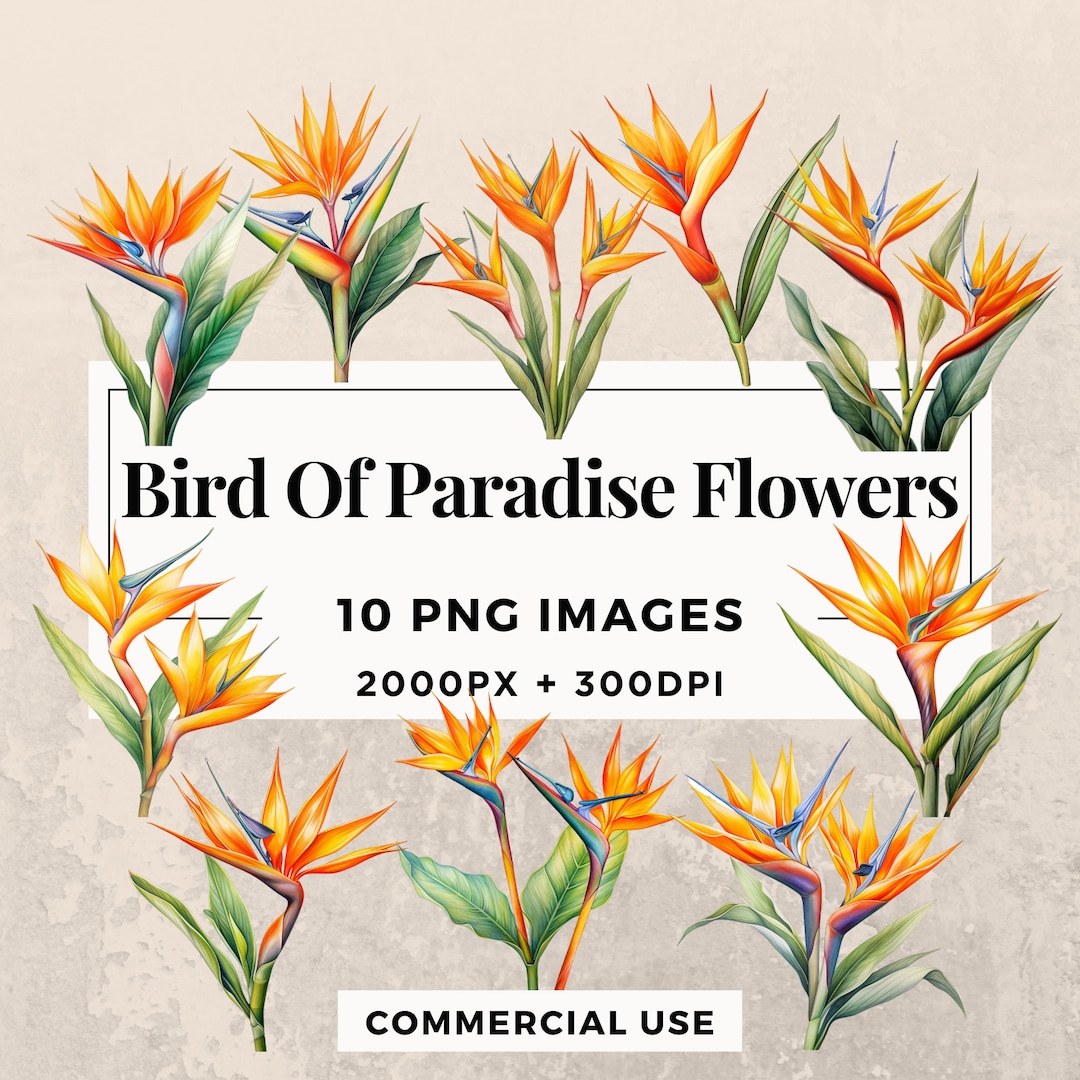 10 Bird of Paradise Flowers Clipart Pack INSTANT DOWNLOAD 10 Exotic ...
