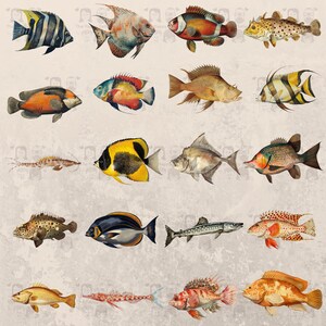 50 Tropical Fish #2 Clipart Pack INSTANT DOWNLOAD 50 Colorful Tropical ...