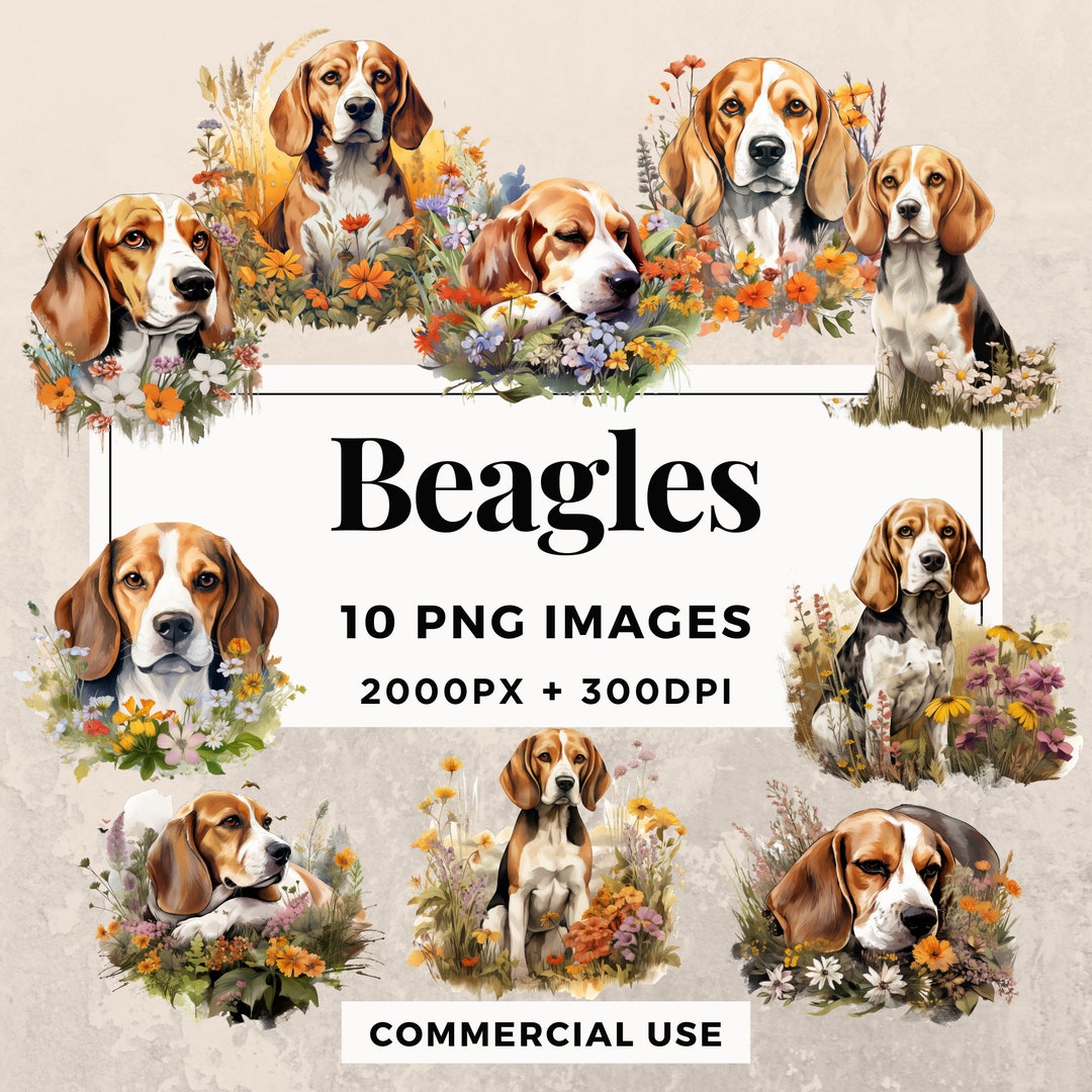 10 Beagles Clipart Pack INSTANT DOWNLOAD 10 Adorable Beagle Illustrations, PNG Transparent ...