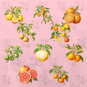 30 Vintage Citrus Fruits Clipart Pack INSTANT DOWNLOAD 30 Fruit ...