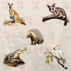 20 Australian Wildlife Clipart Pack INSTANT DOWNLOAD 20 Aussie Wildlife ...