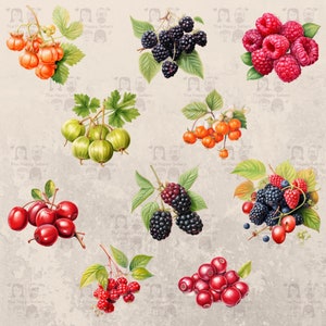 40 Realistic Berries Clipart Pack INSTANT DOWNLOAD 40 Berry ...