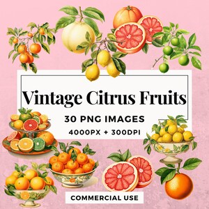 30 Vintage Citrus Fruits Clipart Pack INSTANT DOWNLOAD 30 Fruit ...